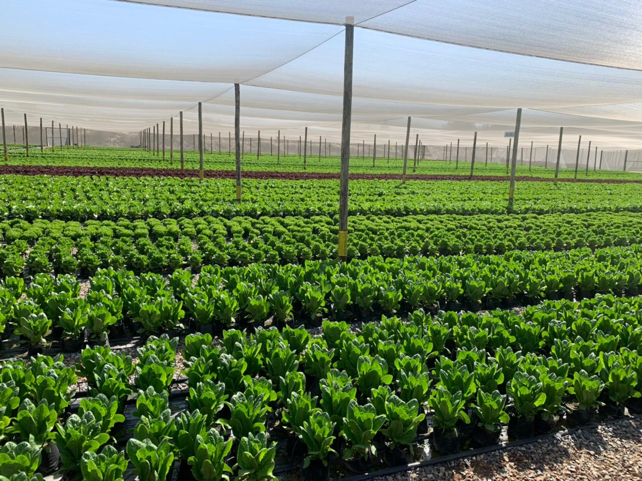 Ultrapure peroxide leads to lower plant mortality and increased disease control compared to ...